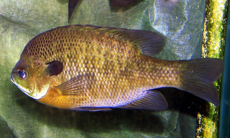When do Bluegill Spawn? (Bluegill Spawn Time by State)