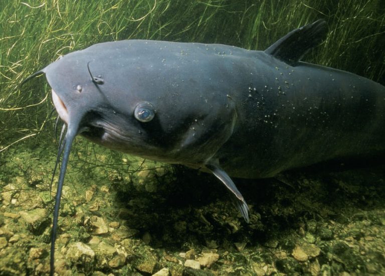 When do Channel Catfish Spawn (US State Spawning Calendar)
