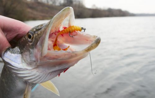 What Do Pike Eat - Favorite Preys & Best Baits
