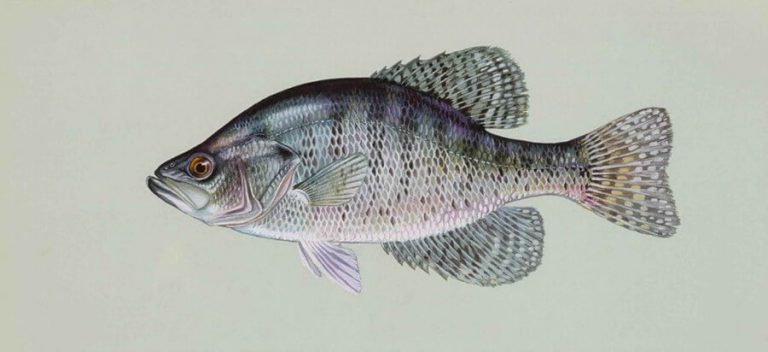 What is a Crappie & How to Identify Them? (Fishing Guide)