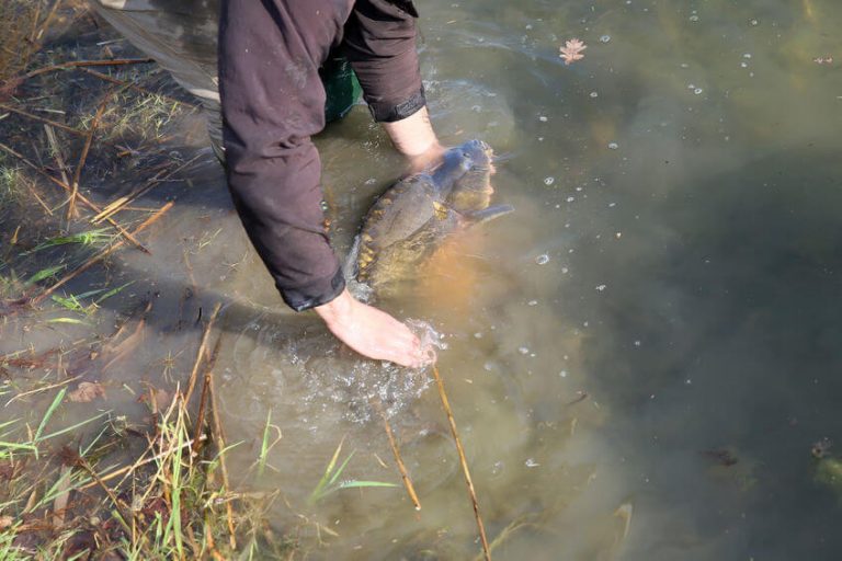 Can You Eat Carp & How Does Carp Taste? [Easy Read]