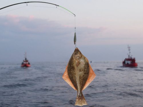 The Best Time of Day to Catch Flounder (Complete Guide)