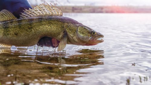 Spring Walleye Fishing Tips - When, Where, and How