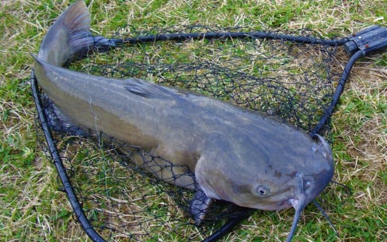 Complete Guide to BowFishing For Carp or Any Fish