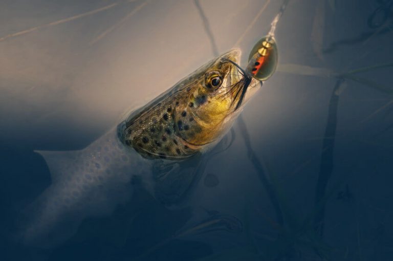 The 8 Must Have Lake Trout Fishing Lures (Out of the Deep)