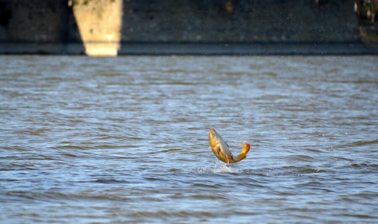 Reasons Why You Saw a Fish Jump Out of the Water