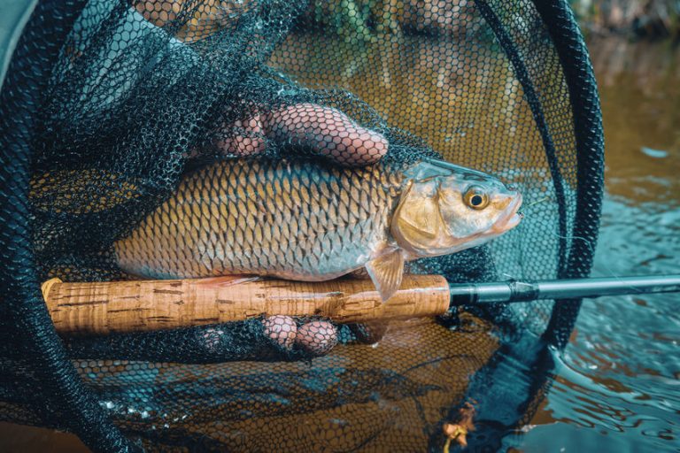 The 7 Best Fly Fishing Nets in 2026 (Land that Catch!)