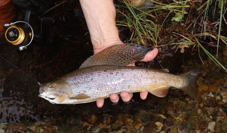 How to Clean, Prepare & Cook Carp in 6 Easy Steps