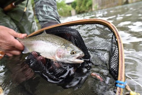 When do Rainbow Trout Spawn? (State-by-State Calendar)