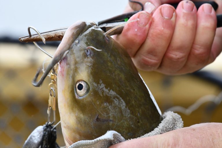 Do Catfish Have Teeth? This And Other Questions Explained