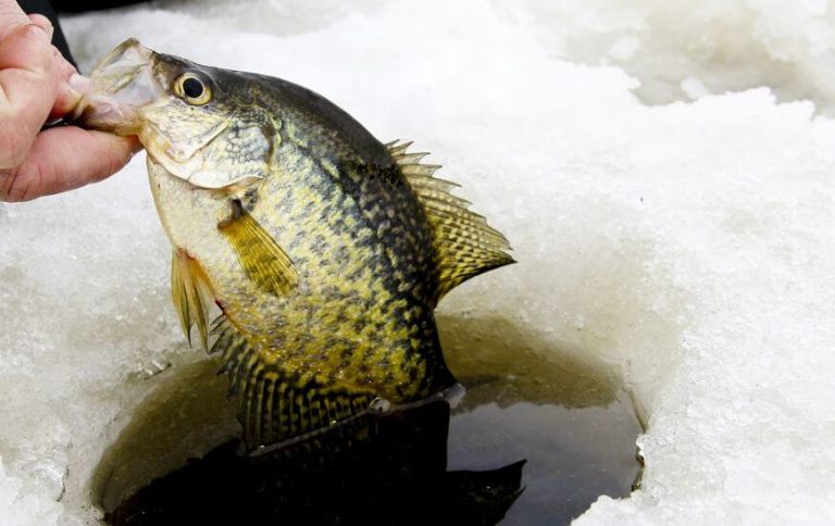 What is a Crappie & How to Identify Them? (Fishing Guide)