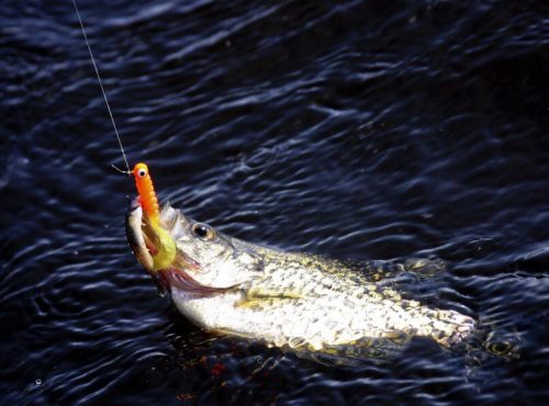 What Do Crappie Eat - Favorite Foods in Their Diet & Baits