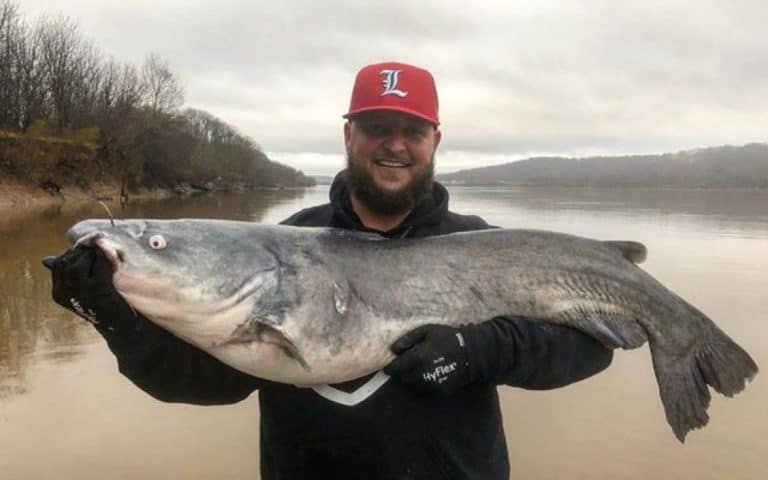 Do Catfish Dig Holes? + Everything You Need to Know