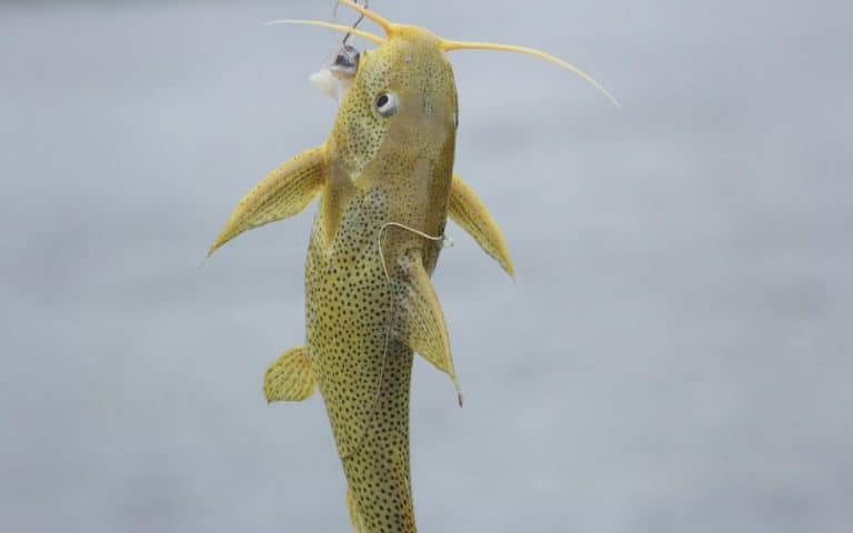 Do Catfish Have Teeth? This And Other Questions Explained