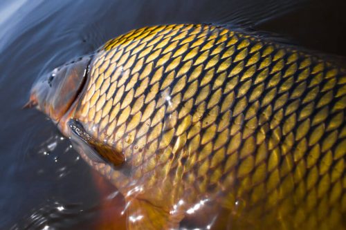 Can You Eat Carp & How Does Carp Taste? [Easy Read]