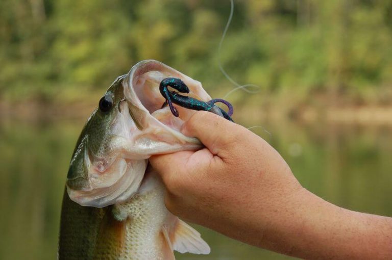 The TOP 9 Best Lures for Catching Bass in the Fall