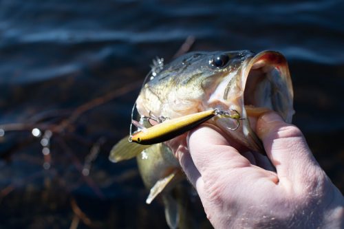 Where Are Largemouth Bass Found? (Fishing for Bass)