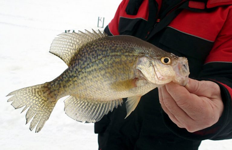 The Best Time to Fish for Crappie (All Seasons Evaluated)