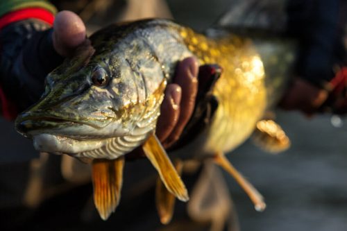 Best Northern Pike Lures - The Secret to Successful Fishing