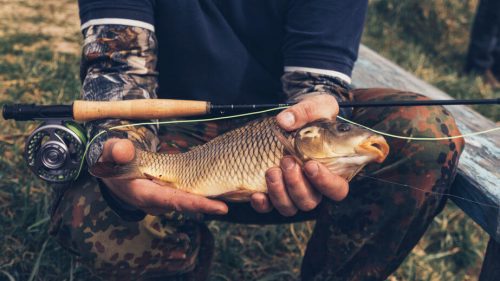 How to Catch Carp in A Pond. Get my Top Tricks, Tips & Baits