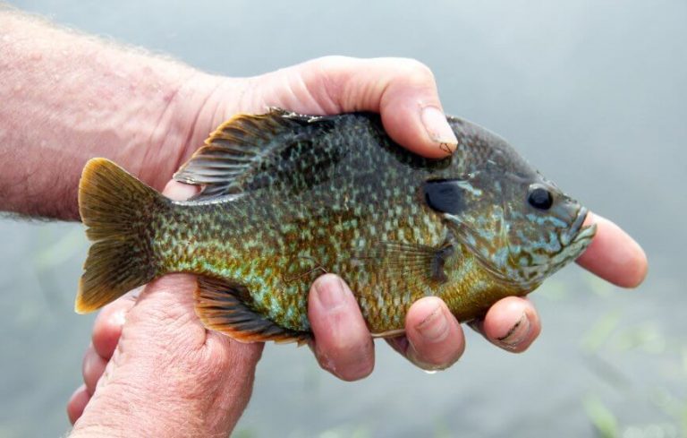 When do Bluegill Spawn? (Bluegill Spawn Time by State)