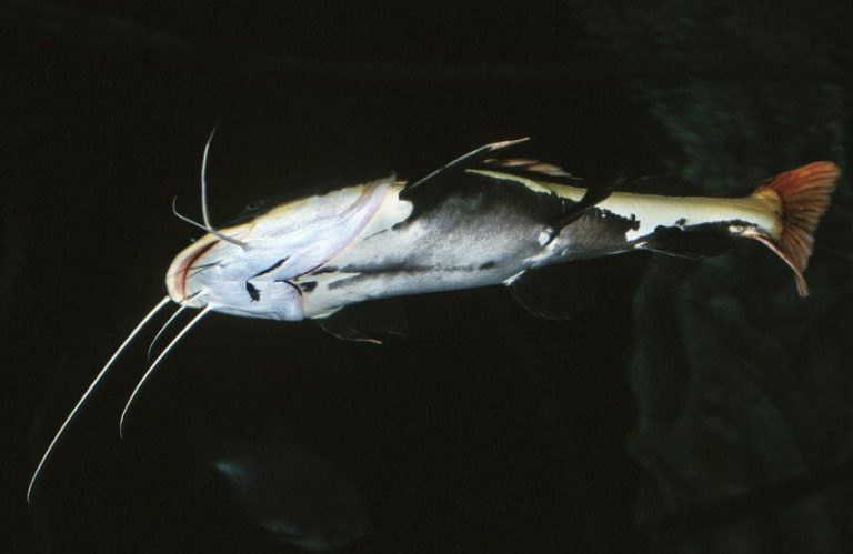 When do Flathead Catfish Spawn? (What You Need to Know)