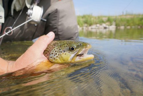 The 11 Best Brown Trout Flies (When & How to Fish)