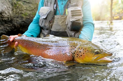 Fly Fishing for Trout 101: Proven Techniques, Flies & Tips