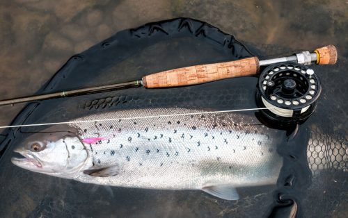 How To Choose The Right Fly Line Weight? (Answered)