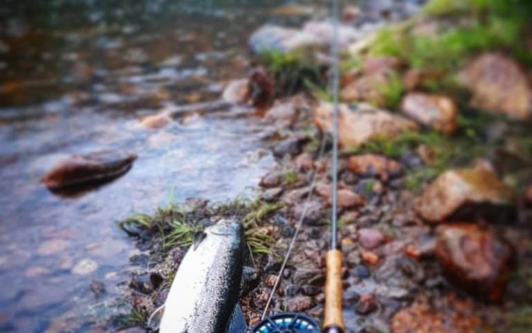 The Complete Guide to Choosing The Right Fishing Rod