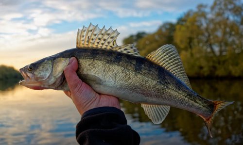 Walleye After Dark: TOP 3 Walleye Fishing Tips for Night