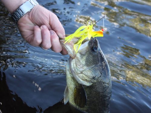 US State-by-State Largemouth Bass Spawning Calendar