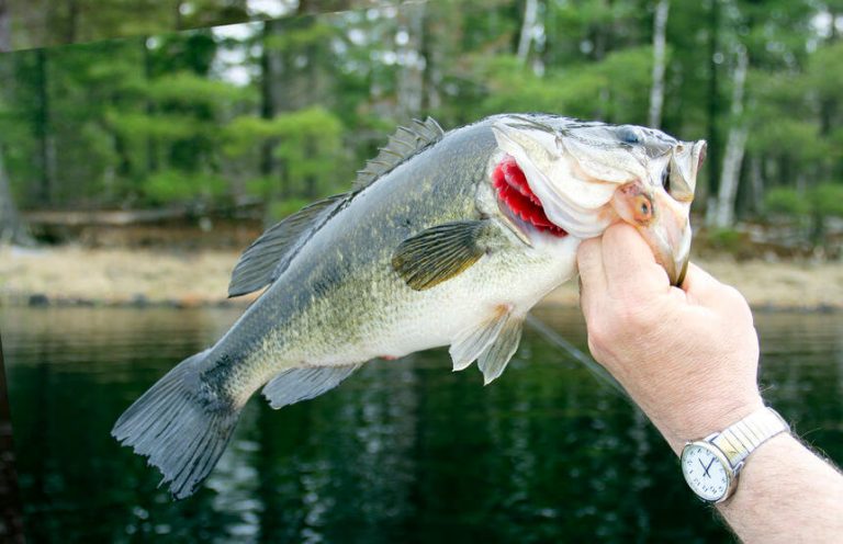The Best Largemouth Bass Fishing Lures (Complete Guide)