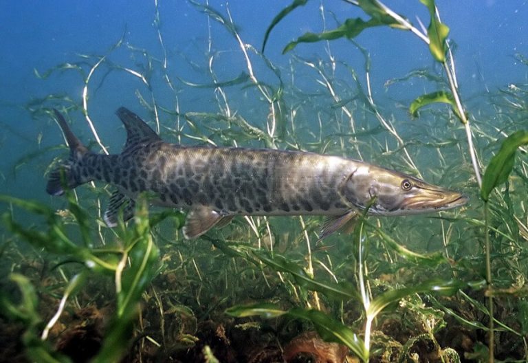 Fly Fishing for Muskie - When, Where & How? (Answered!)