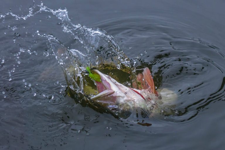 The Best Time to Fish for Muskie (Season Breakdown)