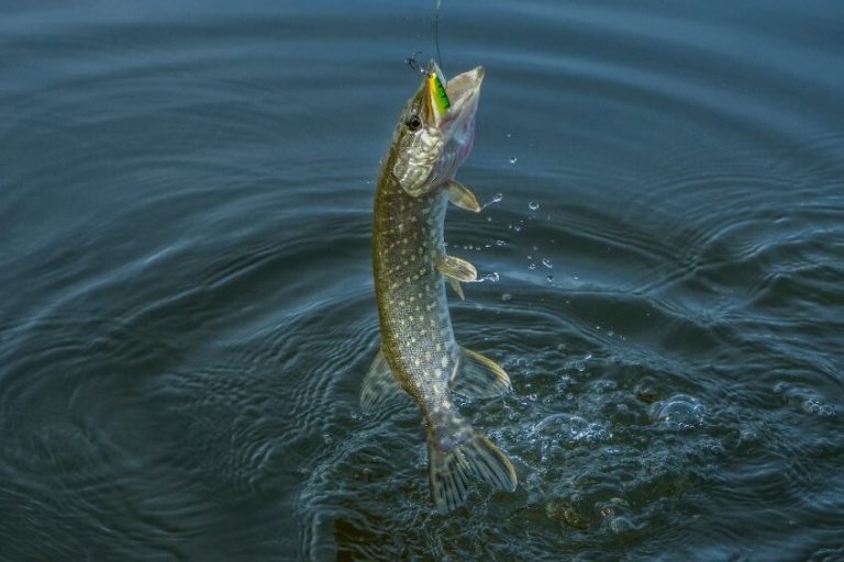 What Do Pike Eat - Favorite Preys & Best Baits