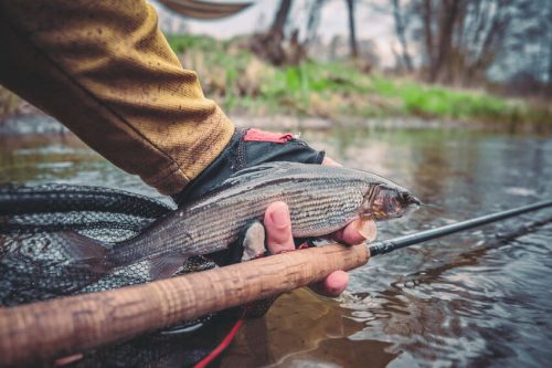 The 7 Best 3 Weight Fly Rods for 2025 (Complete Guide)