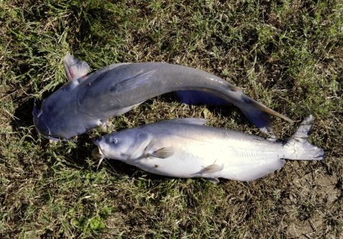 When do Channel Catfish Spawn (US State Spawning Calendar)