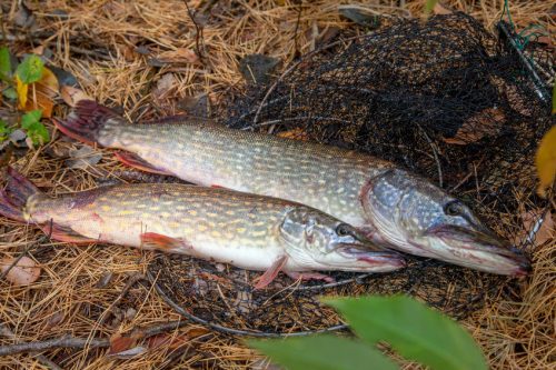 What Do Pike Eat - Favorite Preys & Best Baits