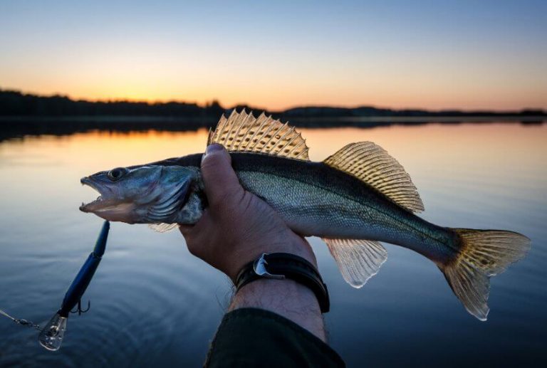 What Do Walleye Eat -Favorite Foods in Their Diet & Best Baits