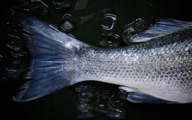 What Are Boilies? (How-To Make Boilies) » Try My Recipe