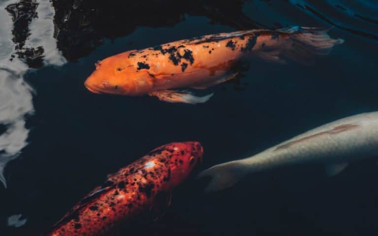 When do Carp Spawn? List of Carp Spawn Time by State