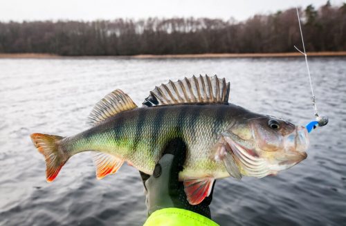 When do Perch Spawn? (Everything You Should Know)