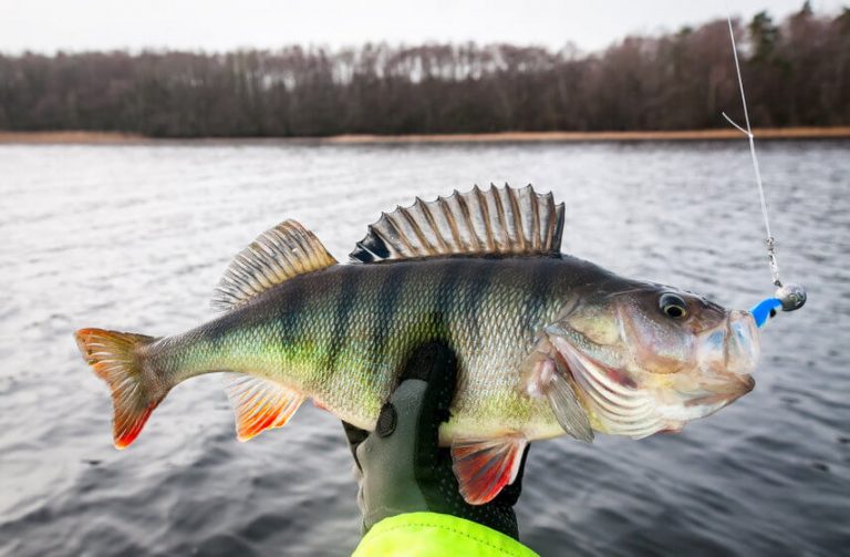 What do Perch Eat: Favorite Foods in Their Diet & Best Baits