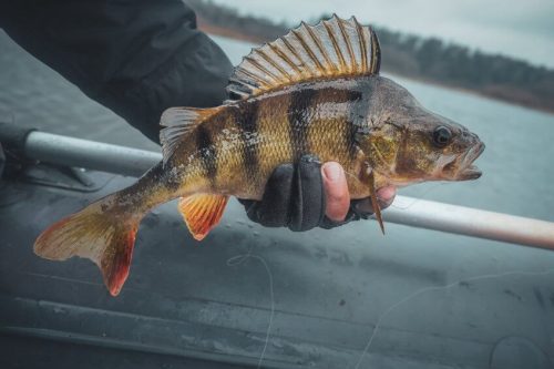 The Best Time to Fish for Perch (by Season & Weather)